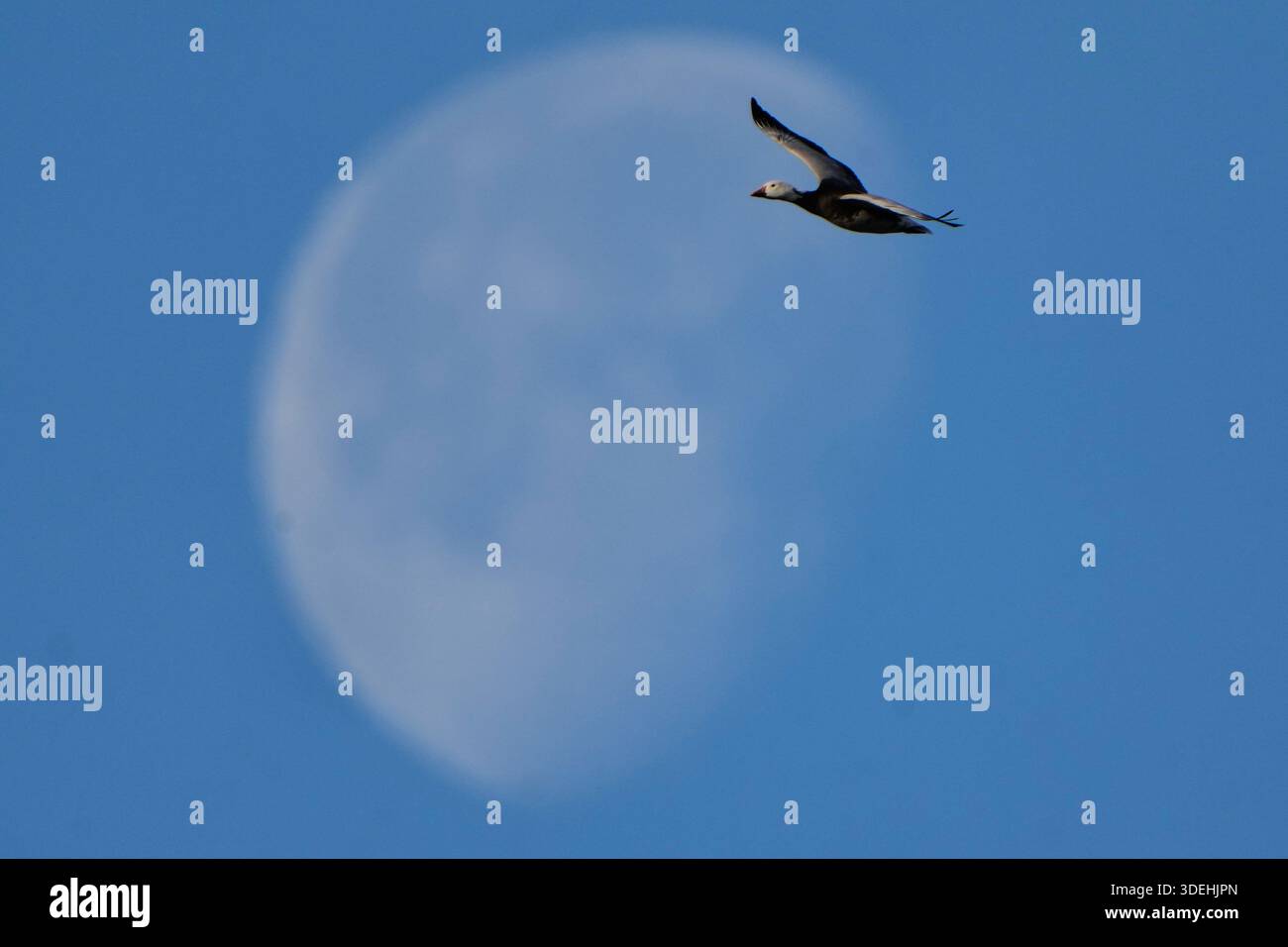 A snow goose flies against the moon at Loess Bluffs National Wildlife ...