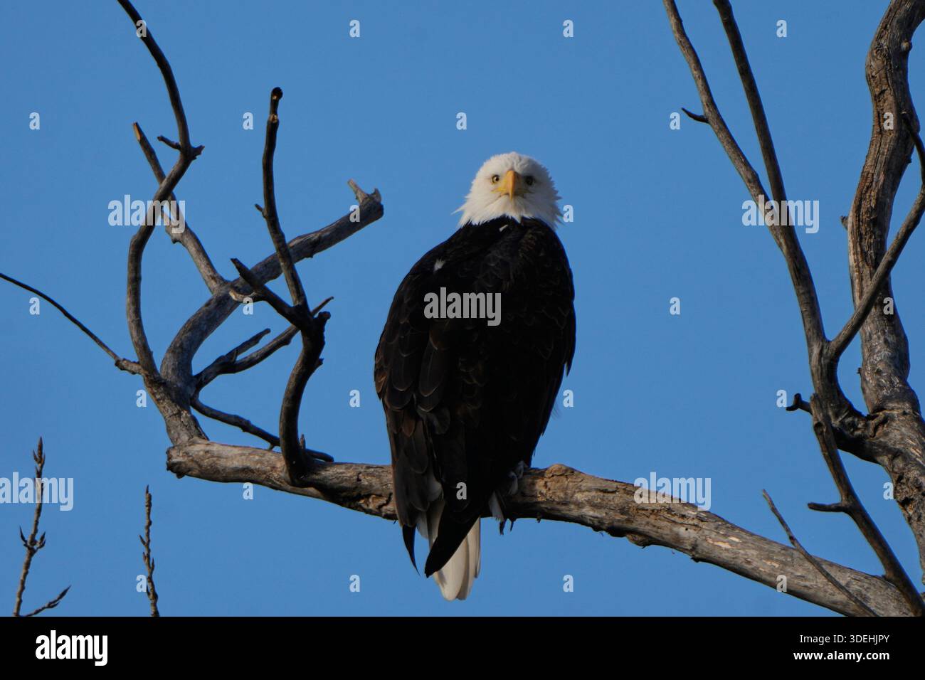 A bald eagle surveys the landscape at Loess Bluffs National Wildlife ...