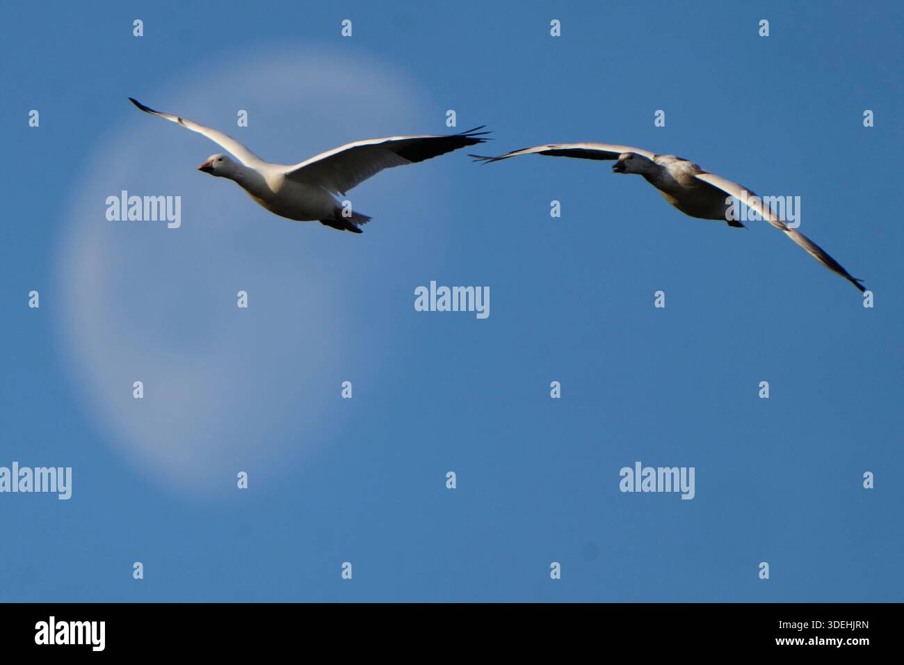 Snow geese fly against the moon at Loess Bluffs National Wildlife ...