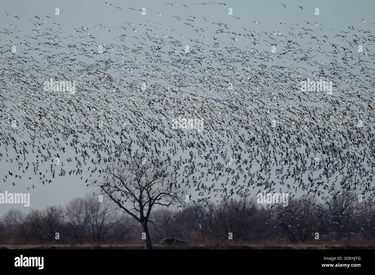Snow geese swarm above a pond at Loess Bluffs National Wildlife Refuge ...