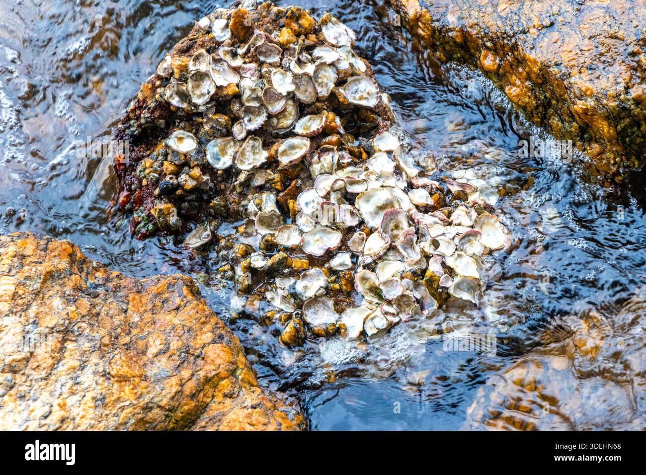Rocky Urca Beach tropical seascape shore coast with mussels shells ...