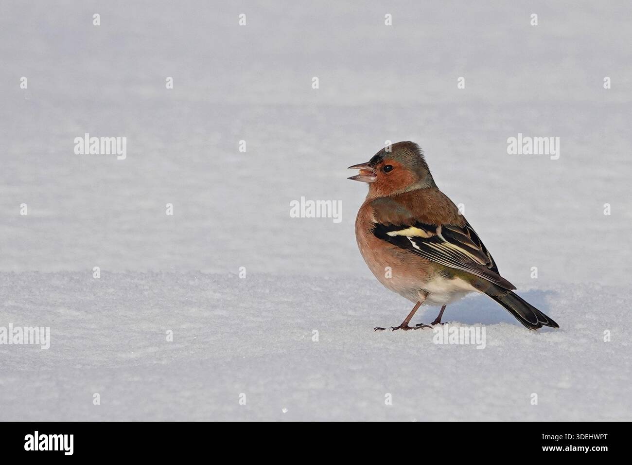 A finch is seen trying to feed in the snow at the Hevsel Gardens ...