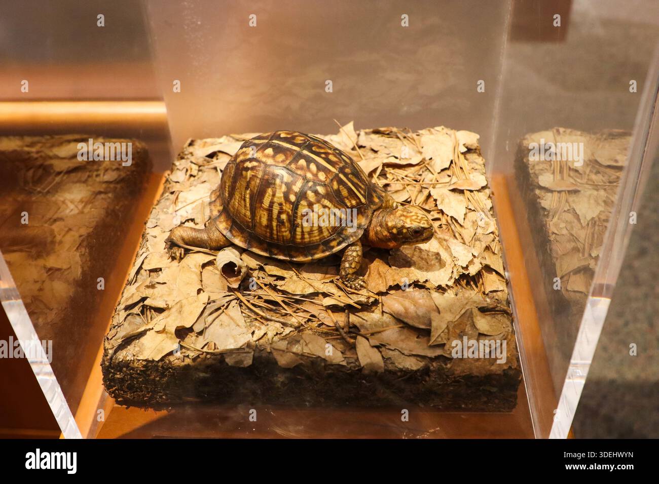 Taxidermy exhibit in museum hi-res stock photography and images - Alamy