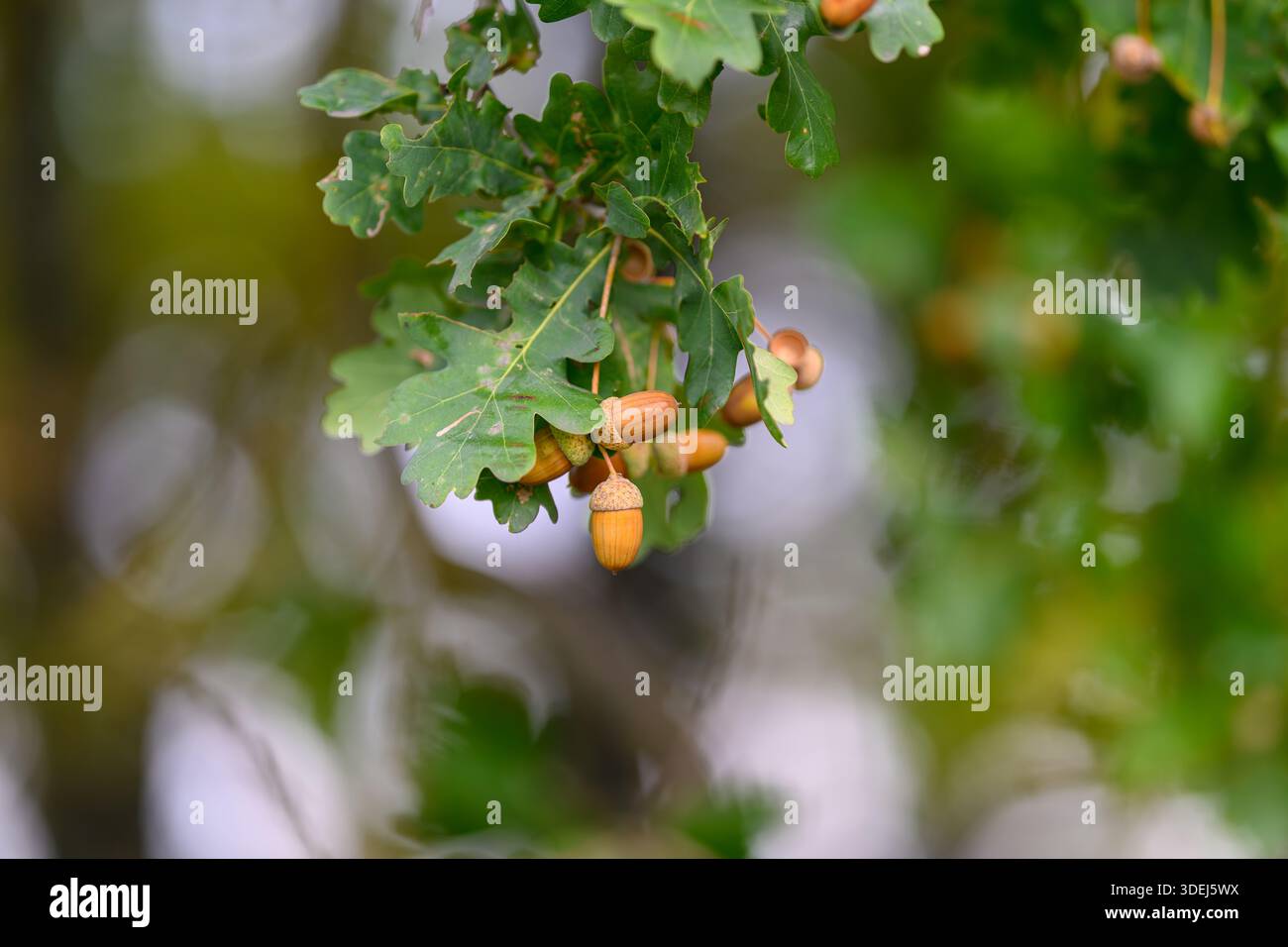Transformations in nature hi-res stock photography and images - Alamy