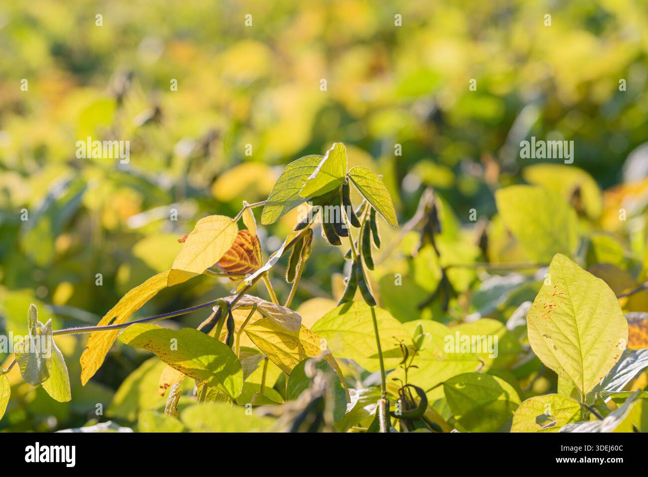 Fine textural details hi-res stock photography and images - Alamy