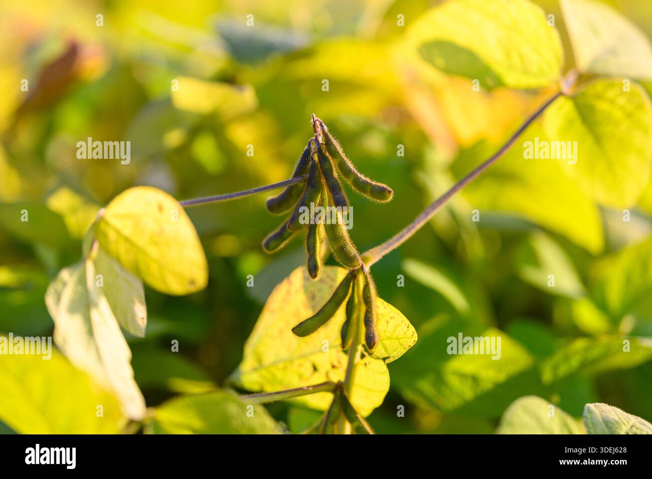 Agronomy scouting hi-res stock photography and images - Alamy