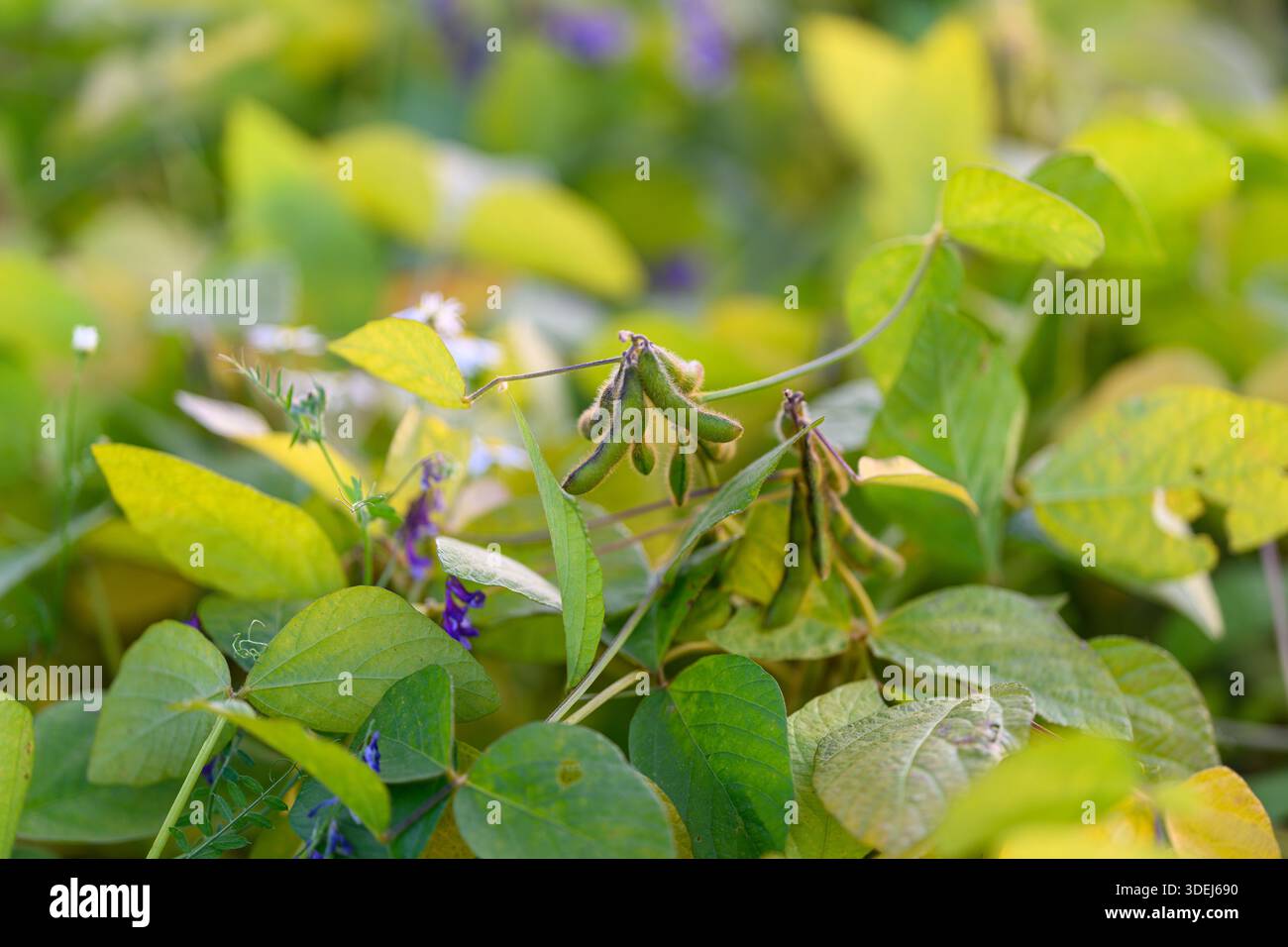 Foliar moisture hi-res stock photography and images - Alamy