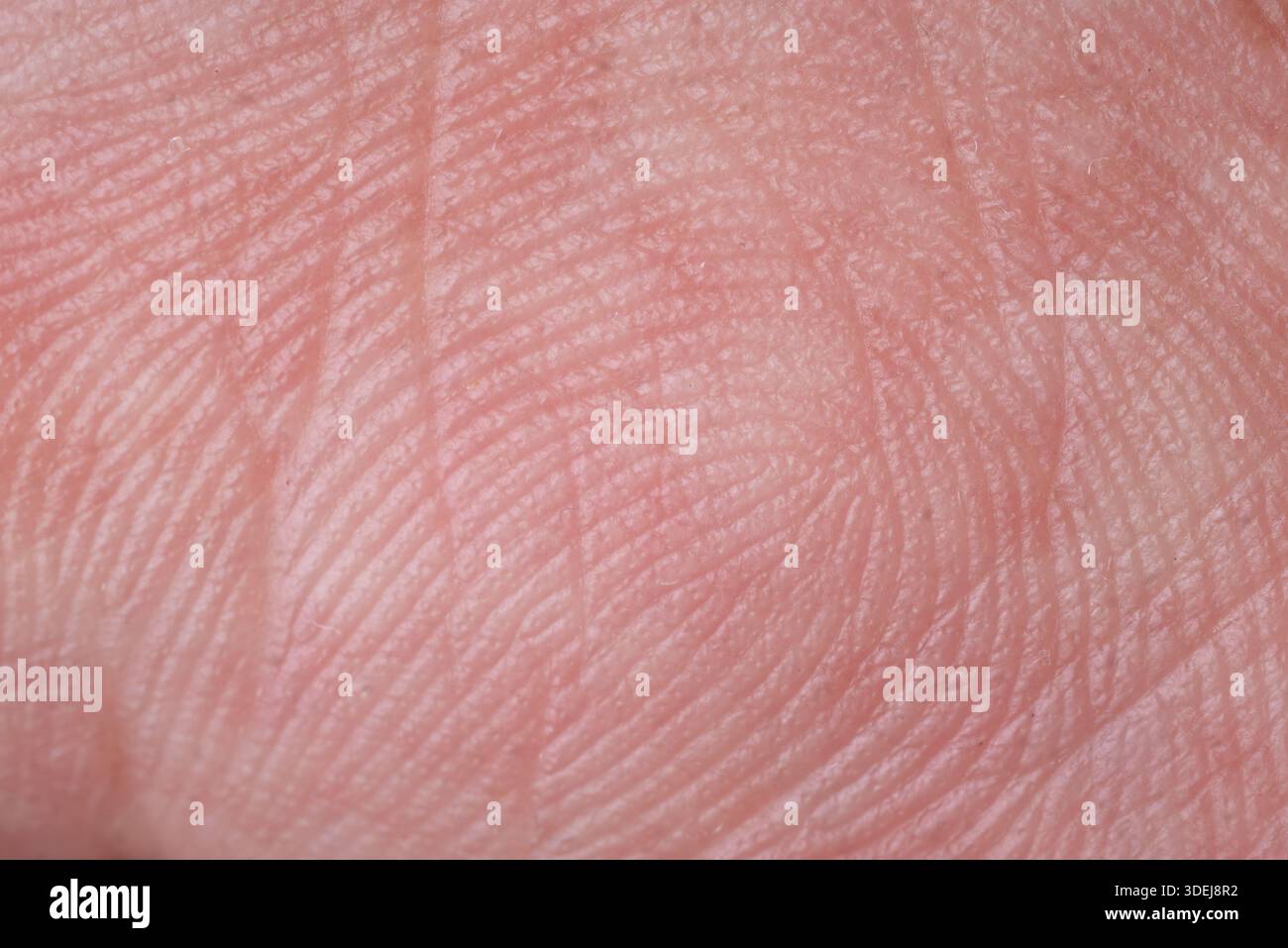 Extreme macro shot of human skin texture and fingerprint ridges ...