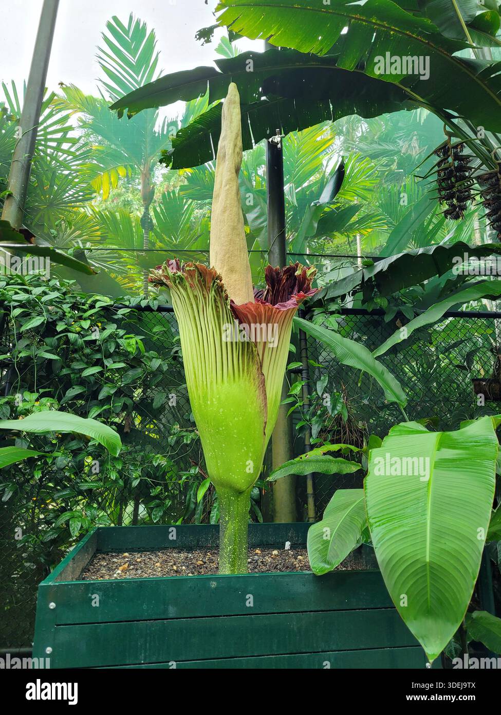 Rare titan arum hi-res stock photography and images - Alamy