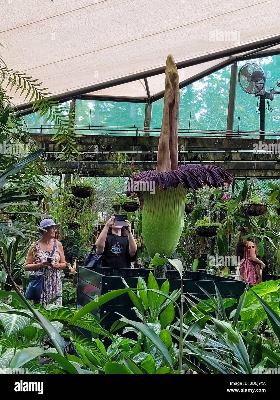 Visitors looking at a Titan Arum (Amorphophallus titanum) or Corpse ...