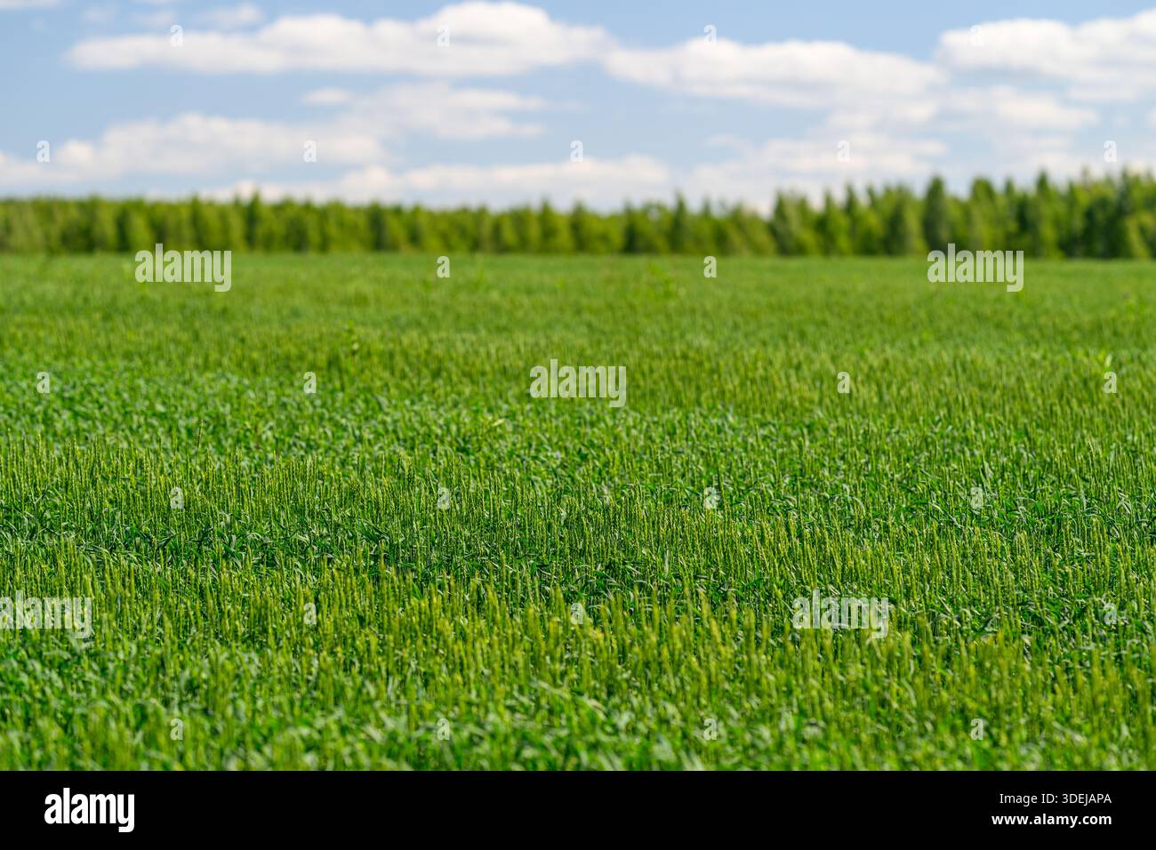 A vibrant green field stretches under a clear blue sky with fluffy ...