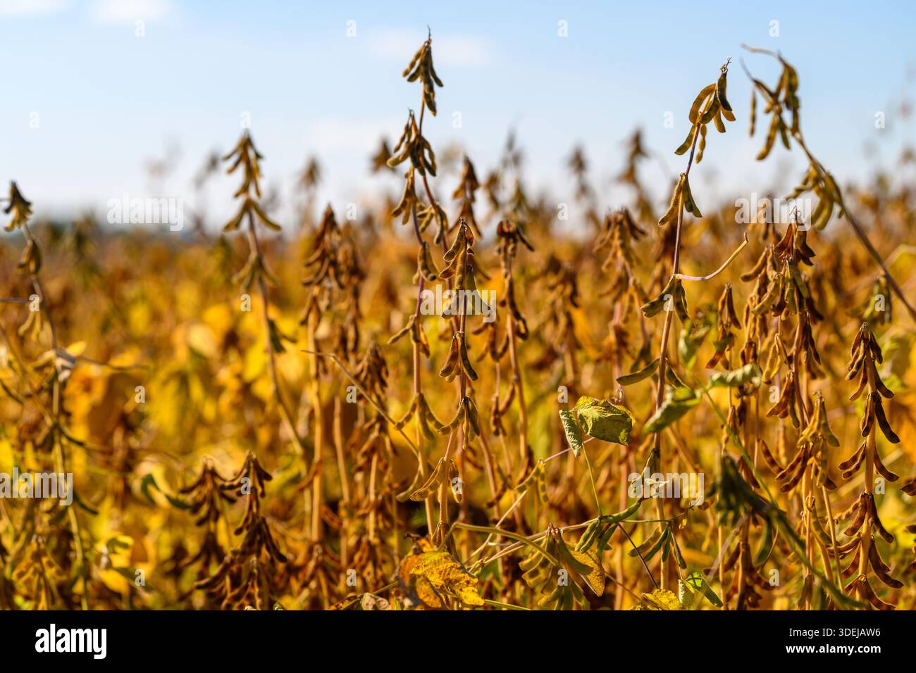 Maturity signals hi-res stock photography and images - Alamy