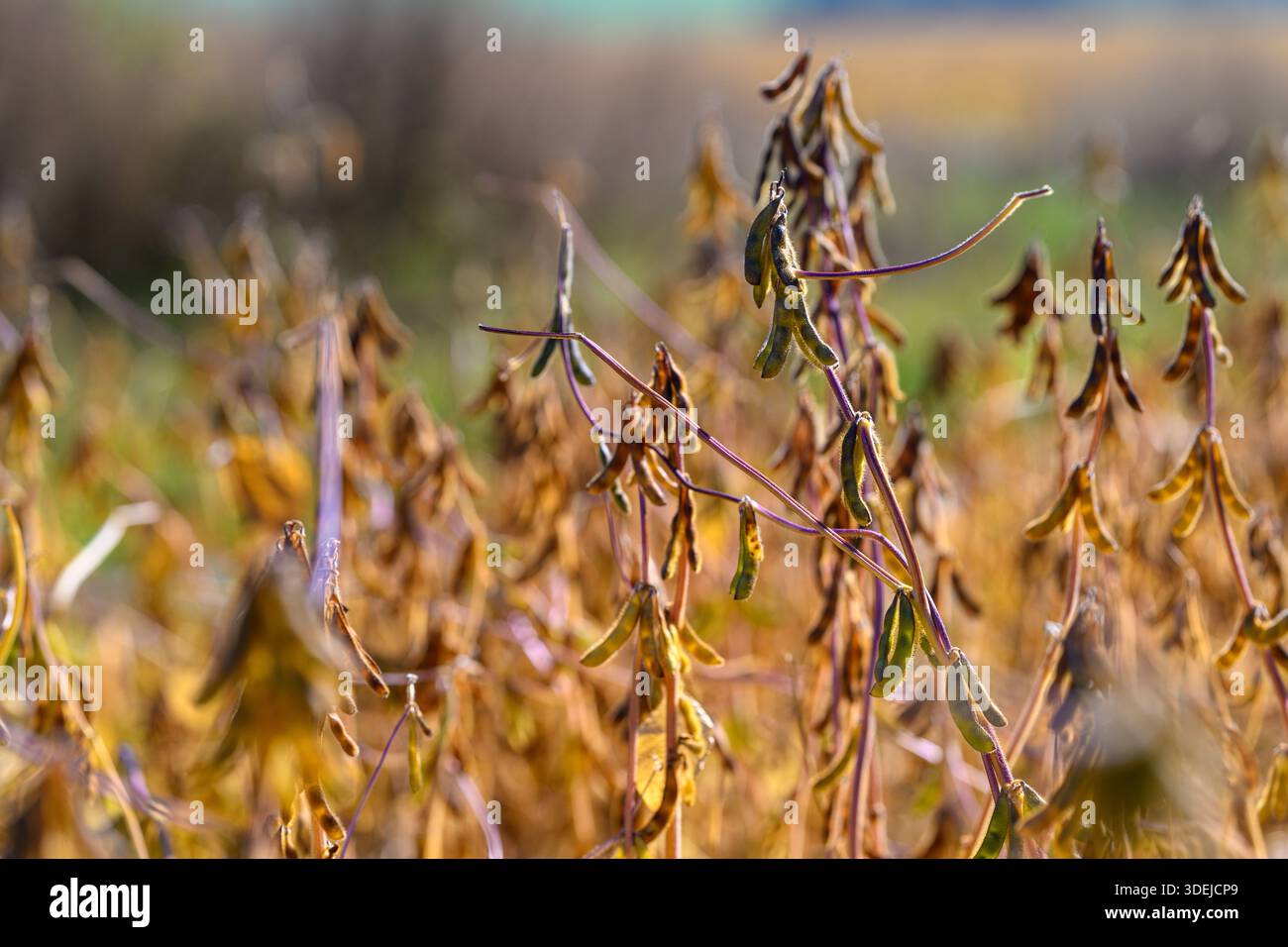 Postharvest assessment hi-res stock photography and images - Alamy