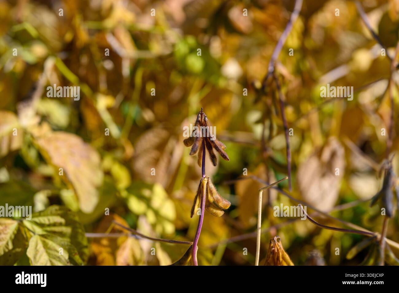 isolated soybean pod on slender stalk, high magnification reveals seed ...