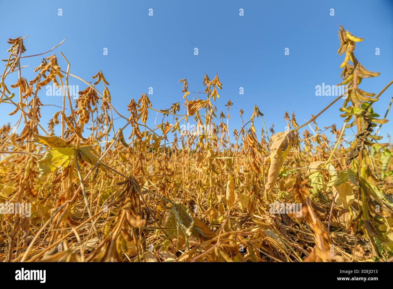 Withered soybean plants against clear sky, browned leaves curl along ...