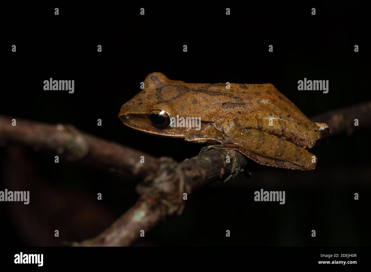 Common tree frog - Polypedates leucomystax, beautiful cute tree frog ...