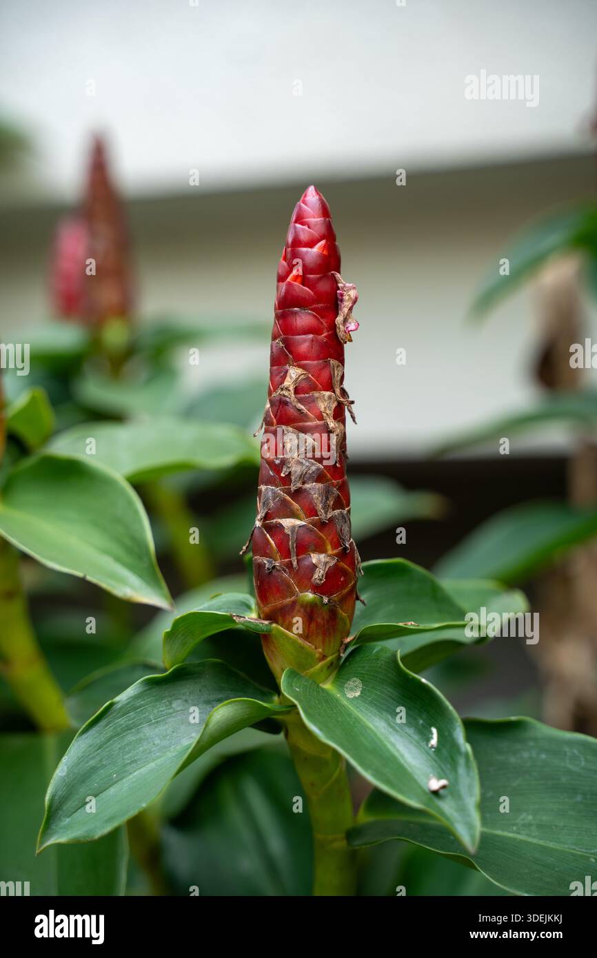 Mature red button ginger hi-res stock photography and images - Alamy