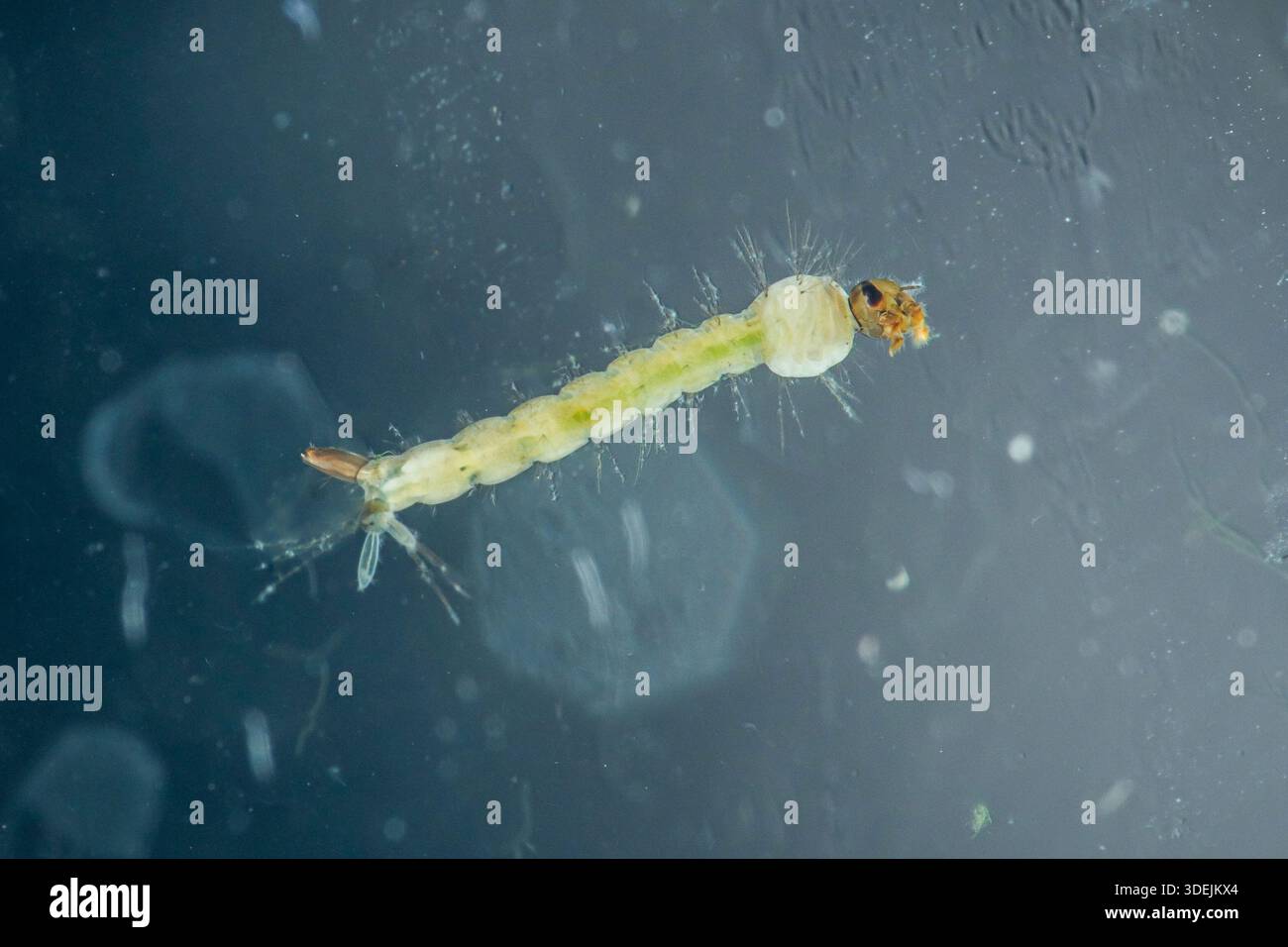 Mosquito larva, an aquatic invertebrate insect, swimming and developing ...