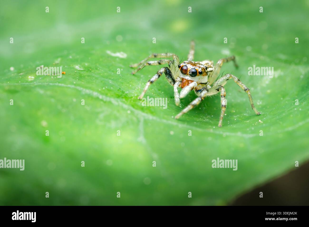 Small jumping spider prominent hi-res stock photography and images - Alamy