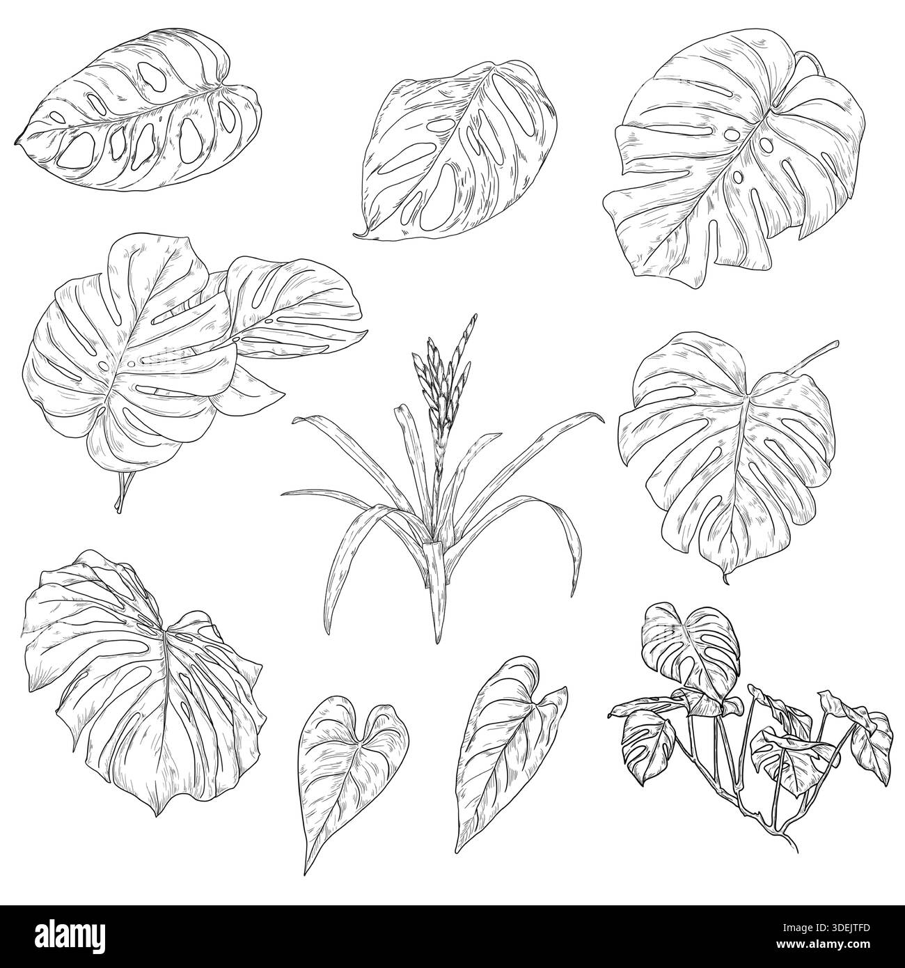 Green bromelia Stock Vector Images - Alamy