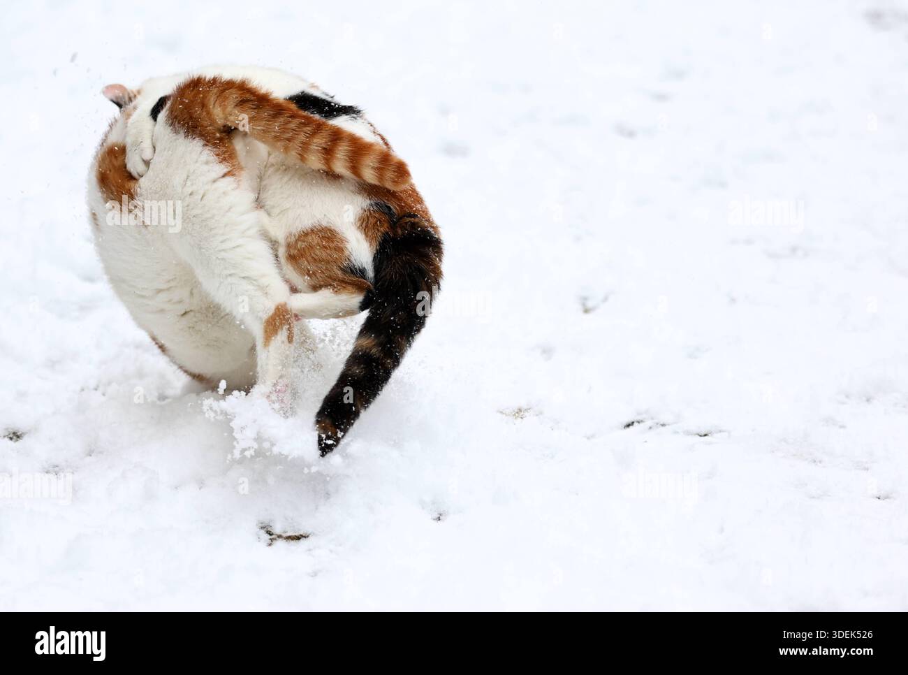 Katze im Schnee 08.01.2026, Ostramondra, zwei Katzen spielen im Schnee ...