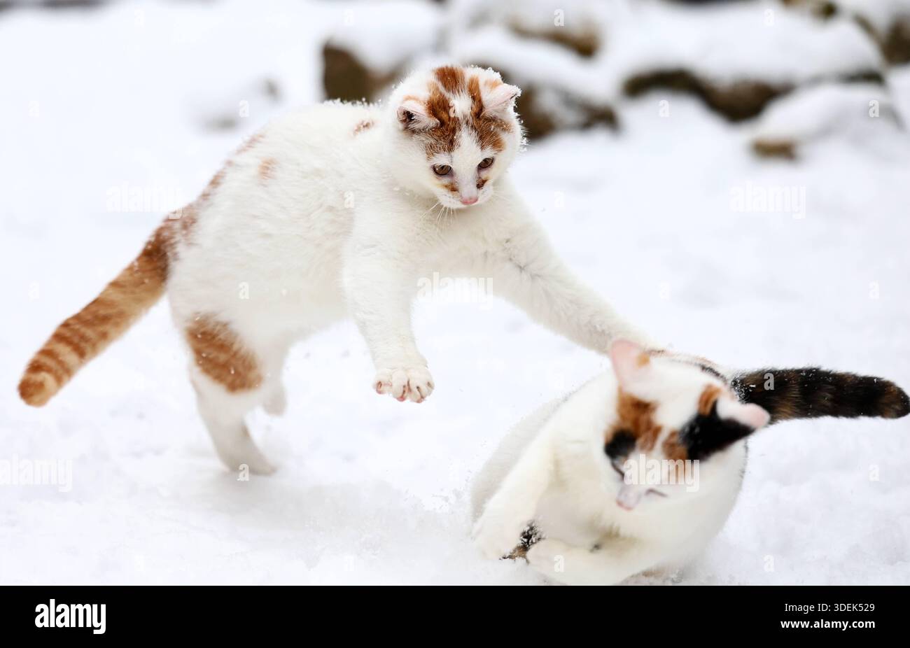 Katze im Schnee 08.01.2026, Ostramondra, zwei Katzen spielen im Schnee ...
