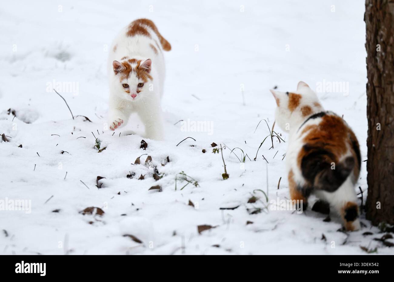 Katze im Schnee 08.01.2026, Ostramondra, zwei Katzen im Schnee *** Cat ...