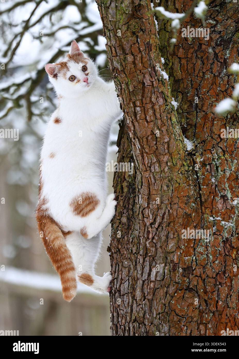 Katze im Schnee 08.01.2026, Ostramondra, eine Katze klettert auf einen ...