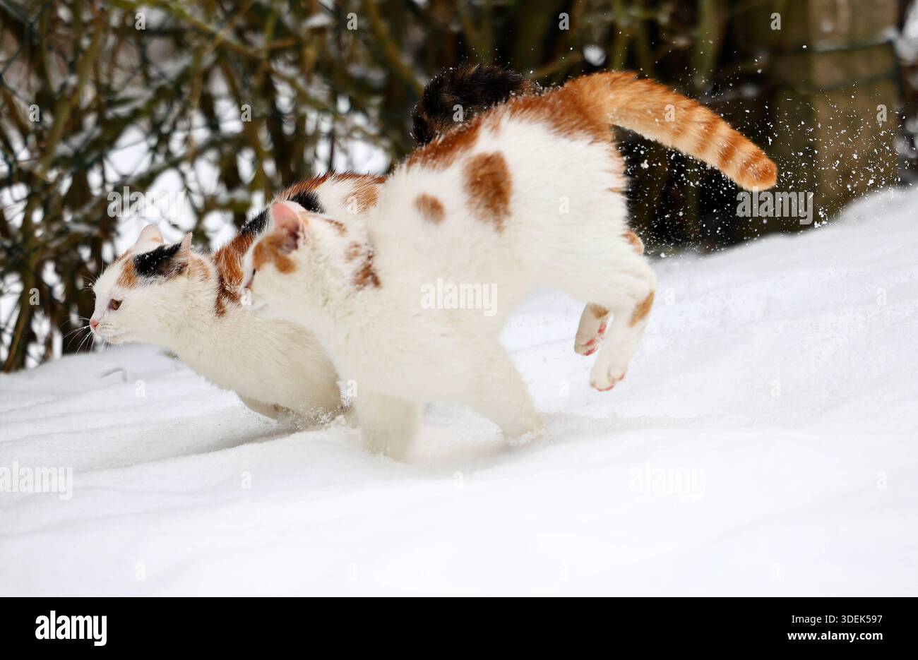 Katze im Schnee 08.01.2026, Ostramondra, zwei Katzen rennen durch den ...
