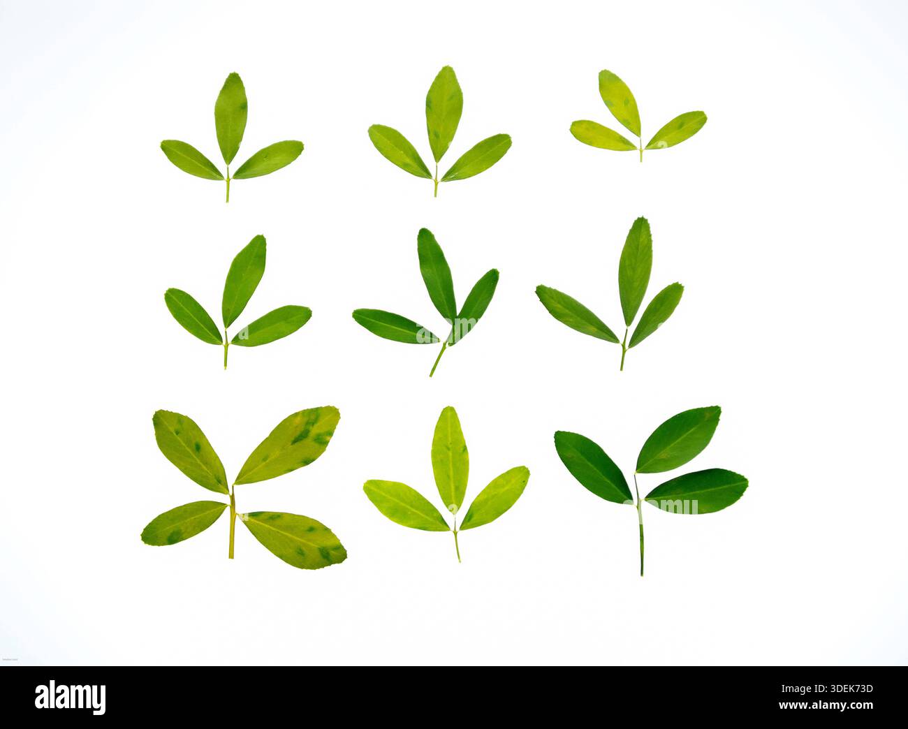 Set of trifoliate leaves hi-res stock photography and images - Alamy