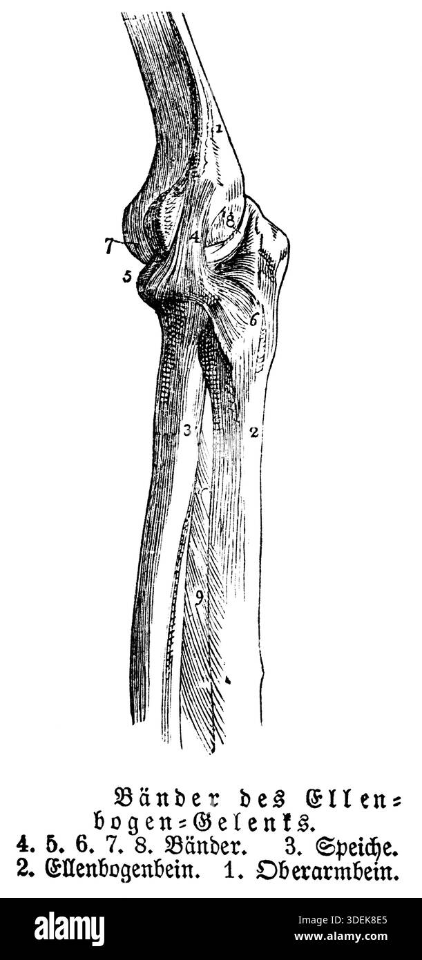 Elbow joint, tendons, human, body part, limbs, science, medicine ...