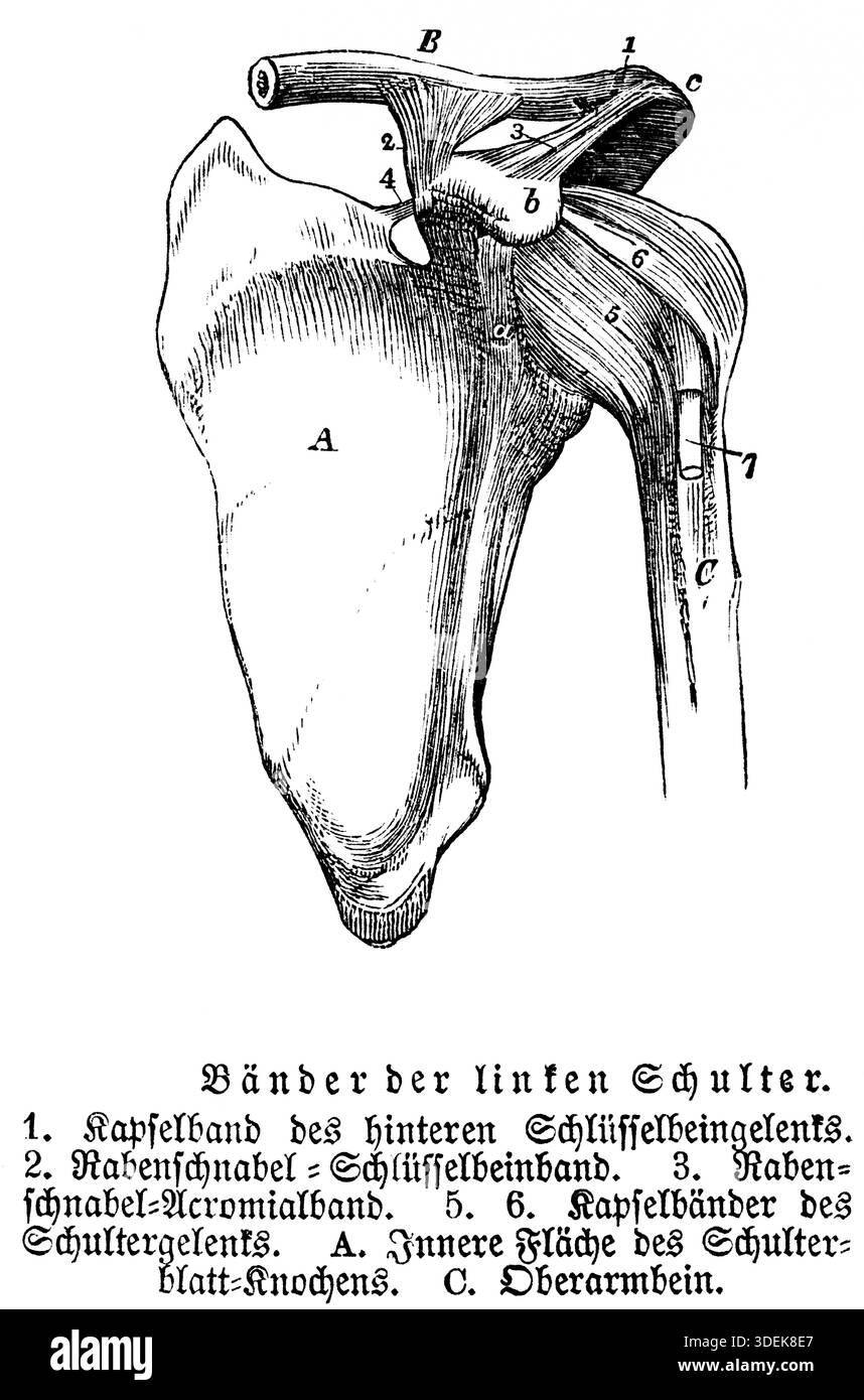 Tendons and joints of the left shoulder, collarbone, shoulder blade ...