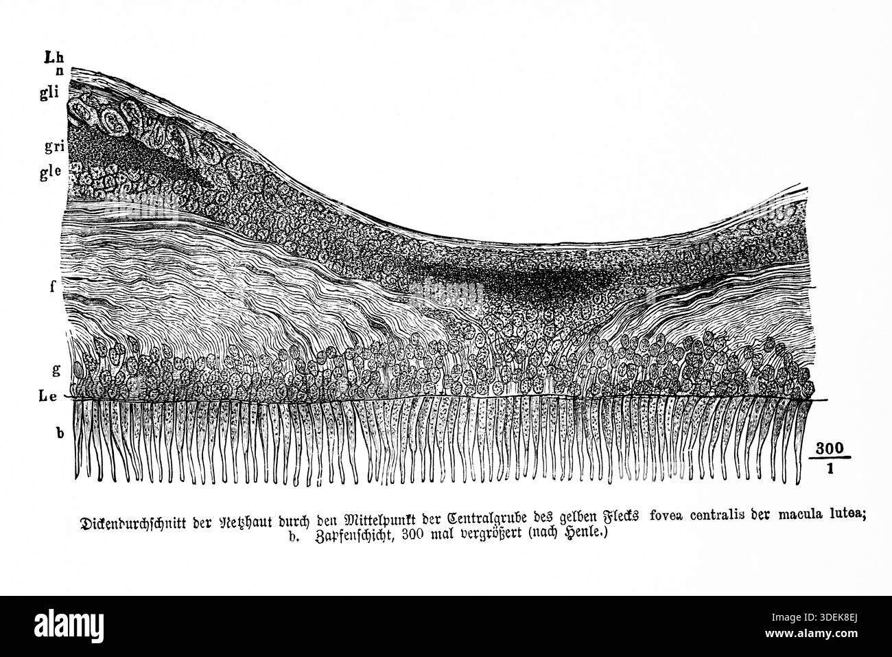 Average thickness of the retina through the center of the central pit ...