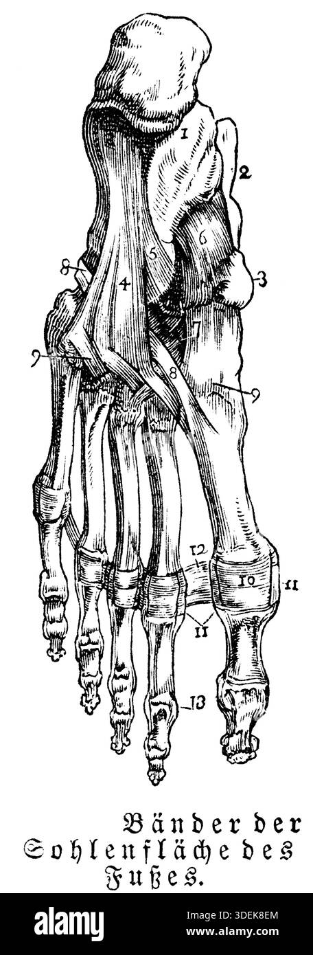 Sole of foot, bones, tendons, human body part, limbs, science, medicine ...