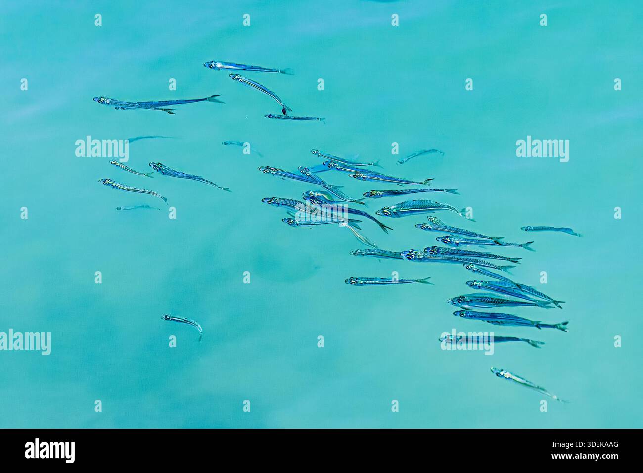 School silvery fish swimming together hi-res stock photography and ...