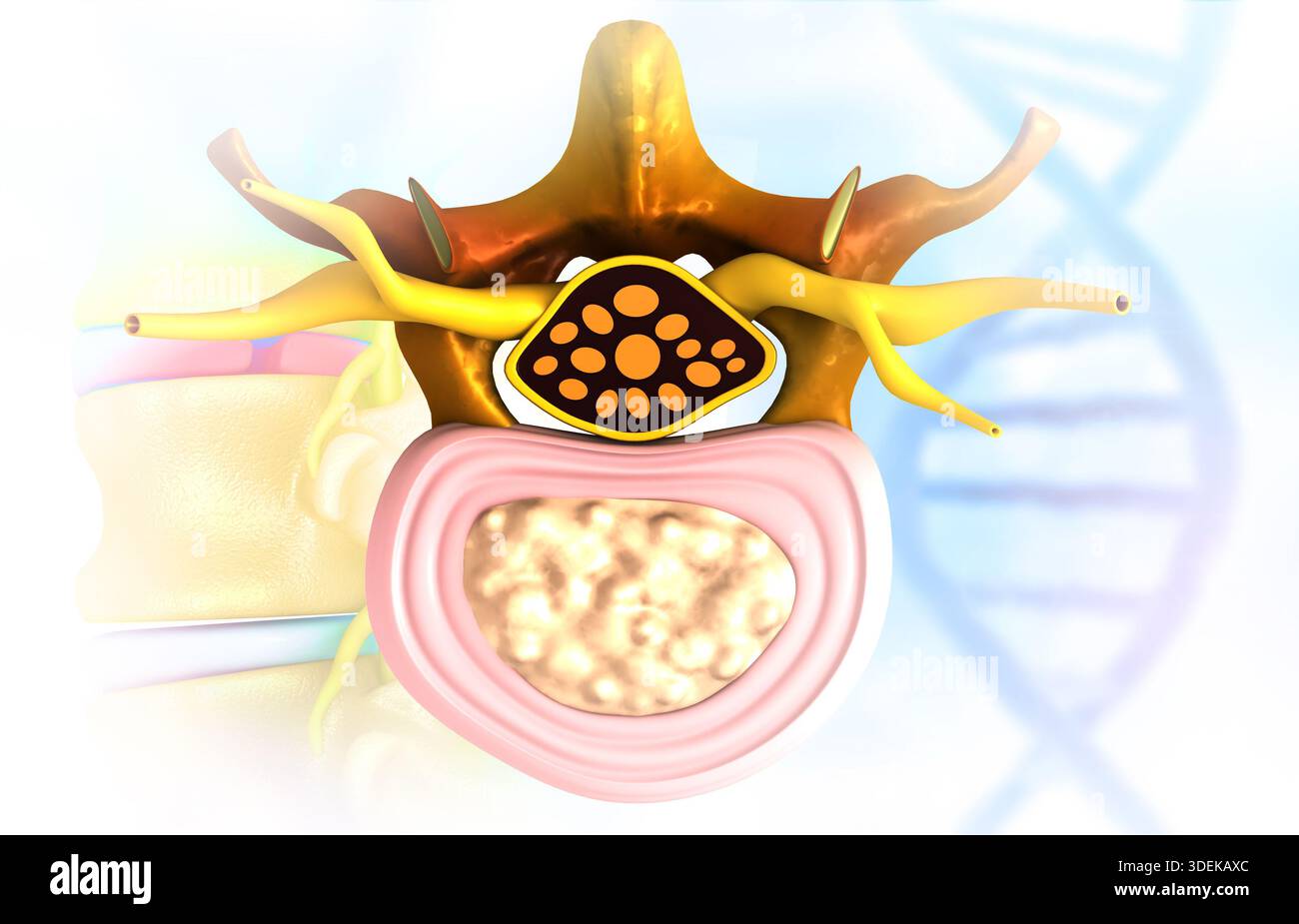 Cross section of vertebrae. Medical background. 3d illustration Stock ...