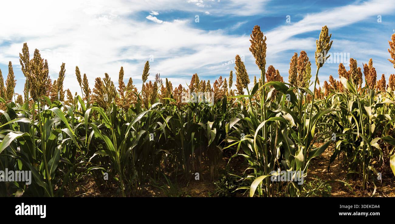 Biofuel and new boom Food, Sorghum Plantation industry. Field of Sweet ...
