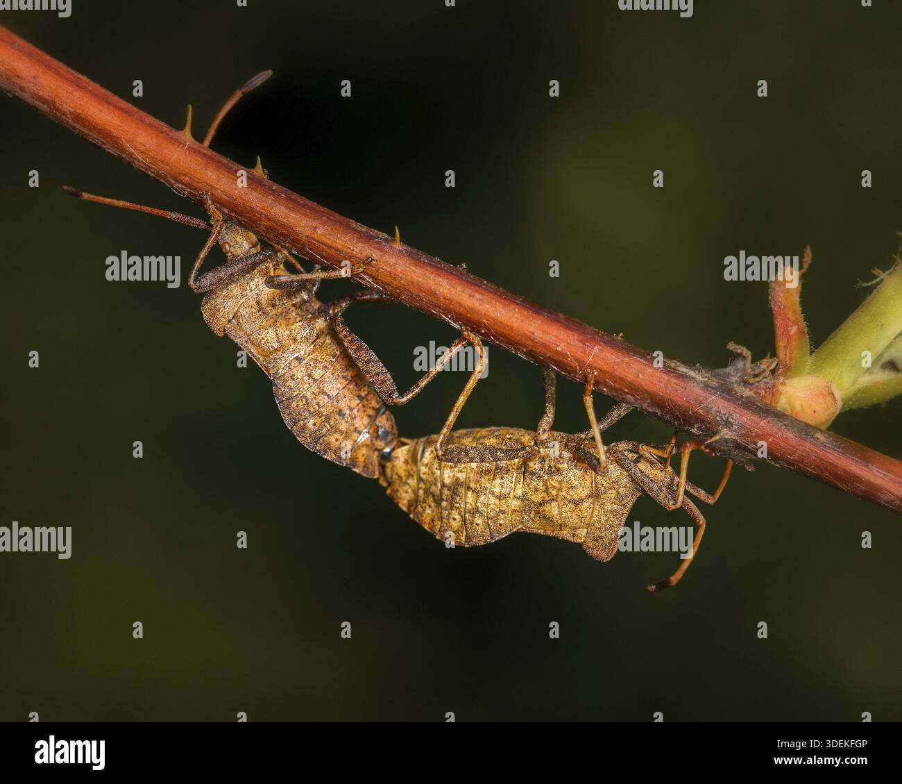 Two forest beetles mate hi-res stock photography and images - Alamy