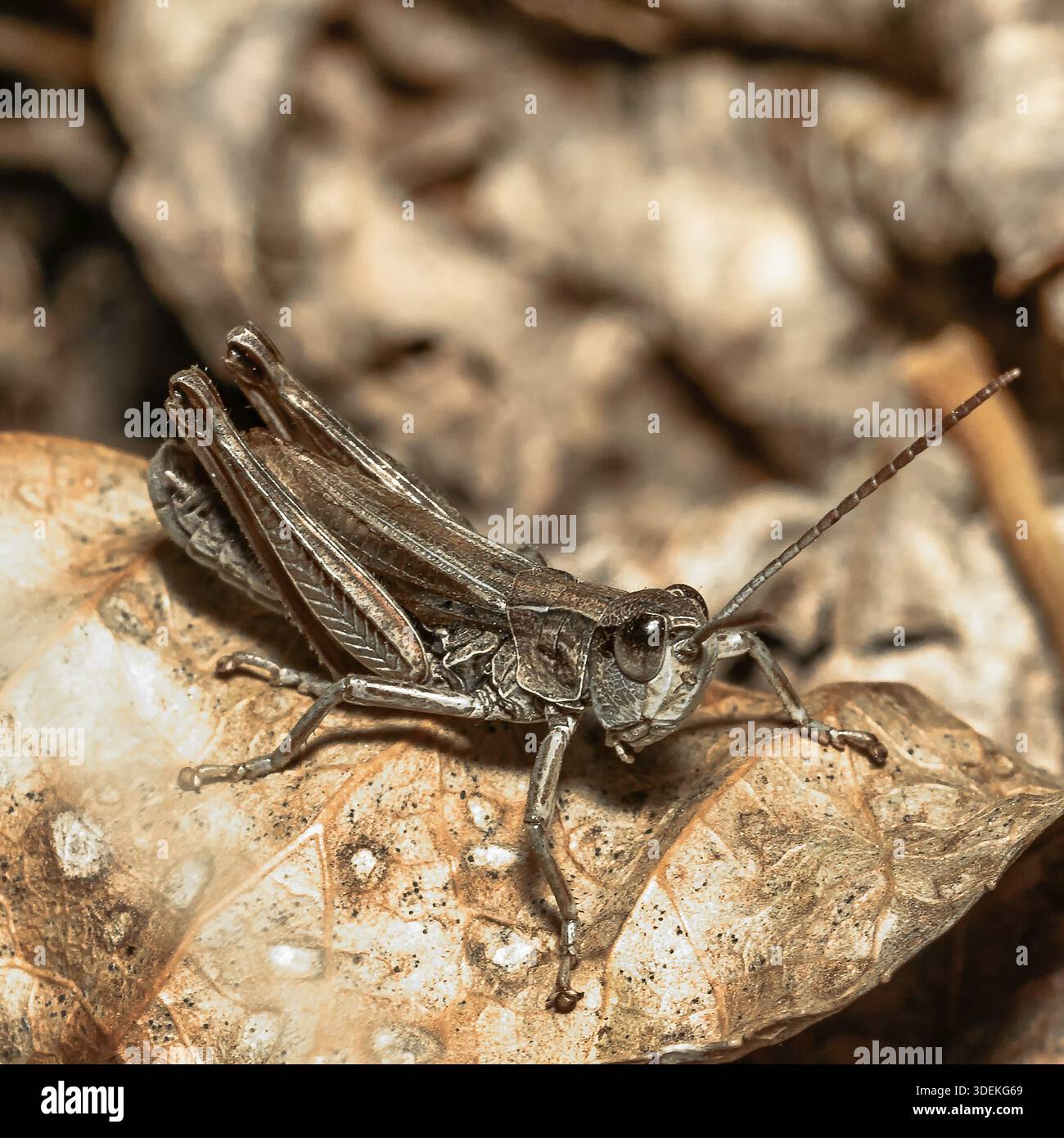 Long horned grasshopper sitting on a leaf hi-res stock photography and ...