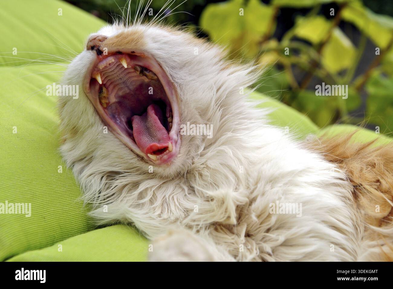 Ginger cat yawns, close-up. cry of a cat. open mouth and whiskers of a ...