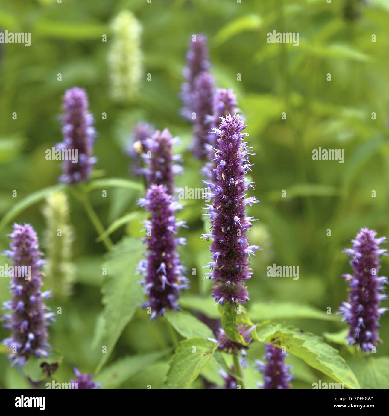 Purple fennel. Beautiful flowering perennial herbaceous plant Agastache ...