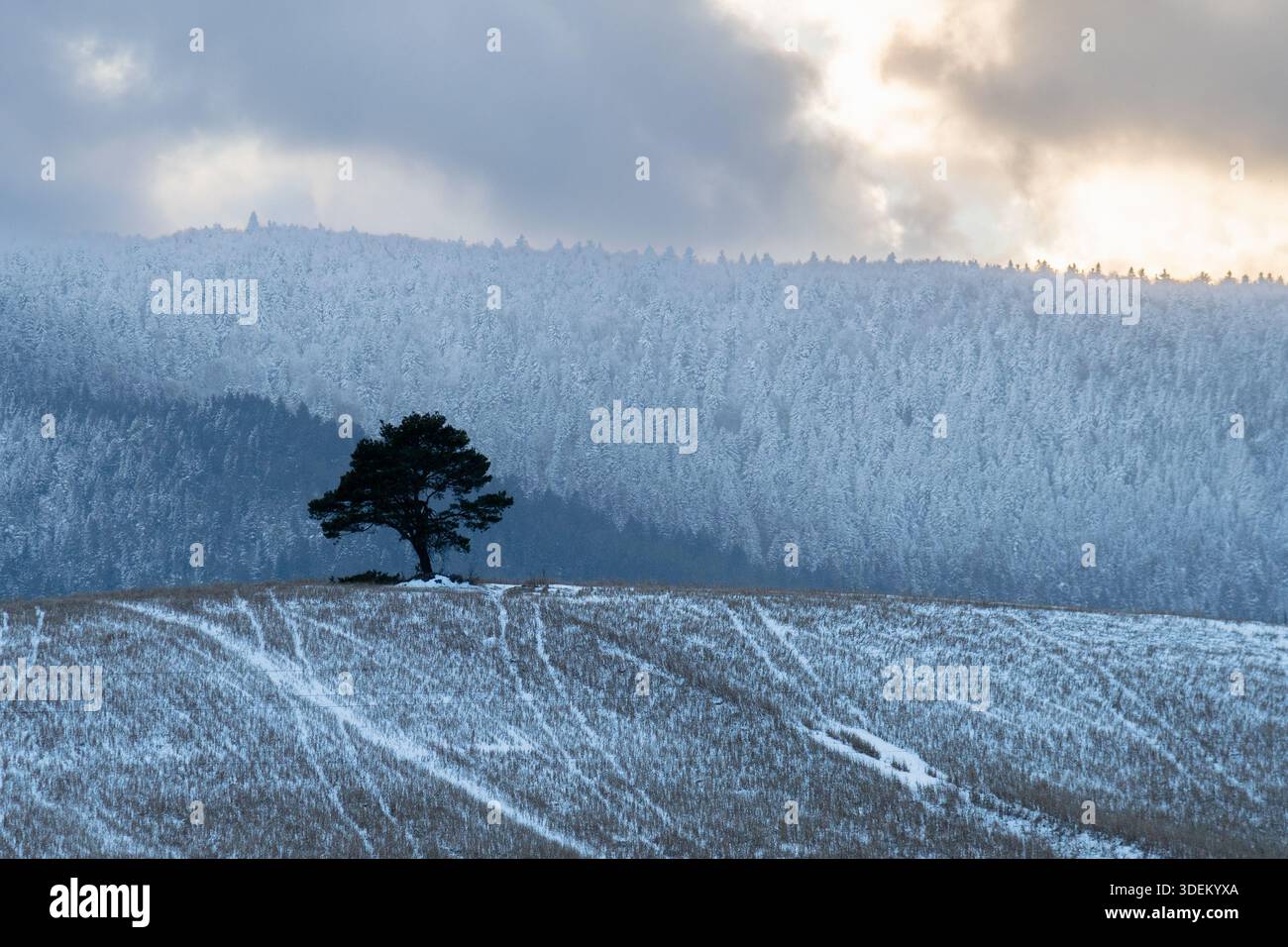 Lone evergreen tree standing on a snowy hill against a frost-covered ...