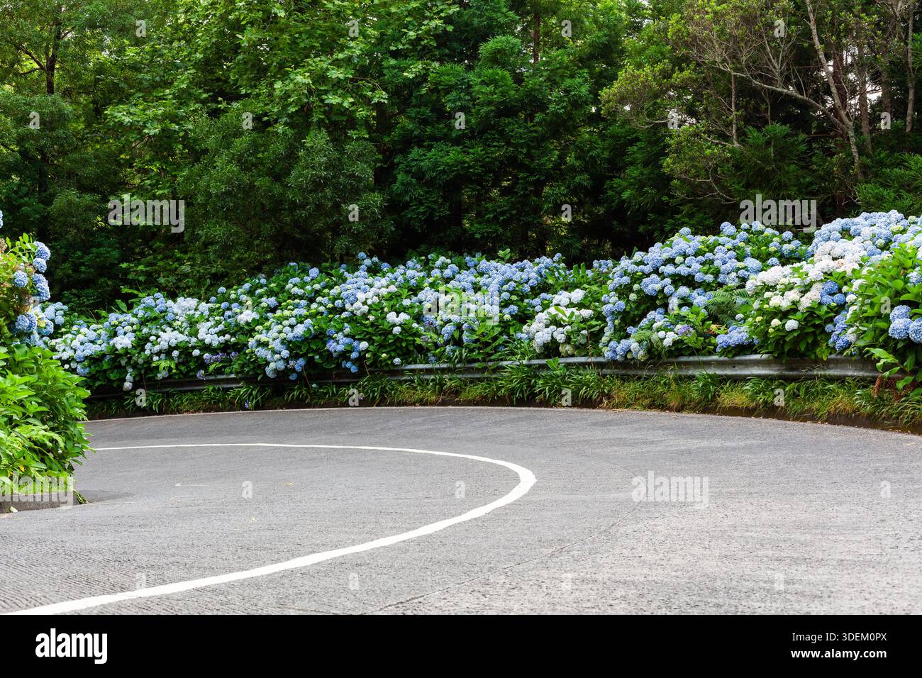 Hydrangea flowers blooming along a winding road in Sete Cidades, Sao ...