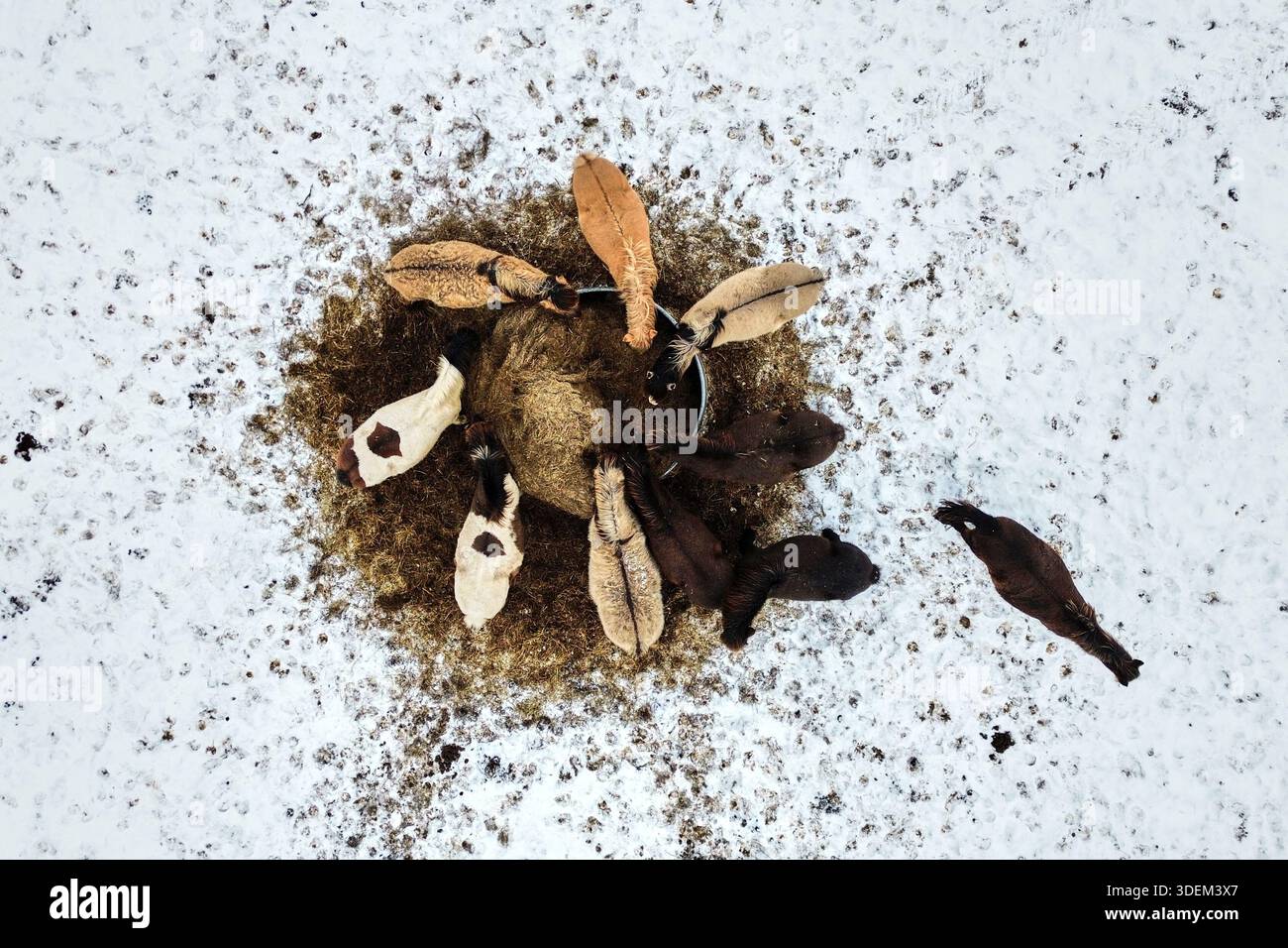 Horses eat hay from a box at a stud farm in Wehrheim near Frankfurt ...