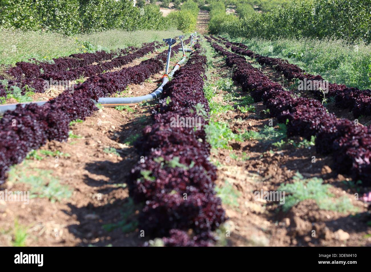 Organic purple lettuce trees hi-res stock photography and images - Alamy
