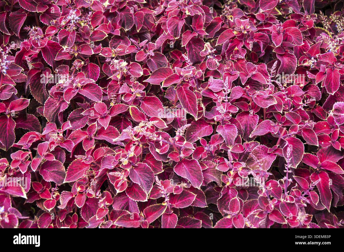 Coleus genus of perennial Evergreen plants in the family Lamiaceae ...