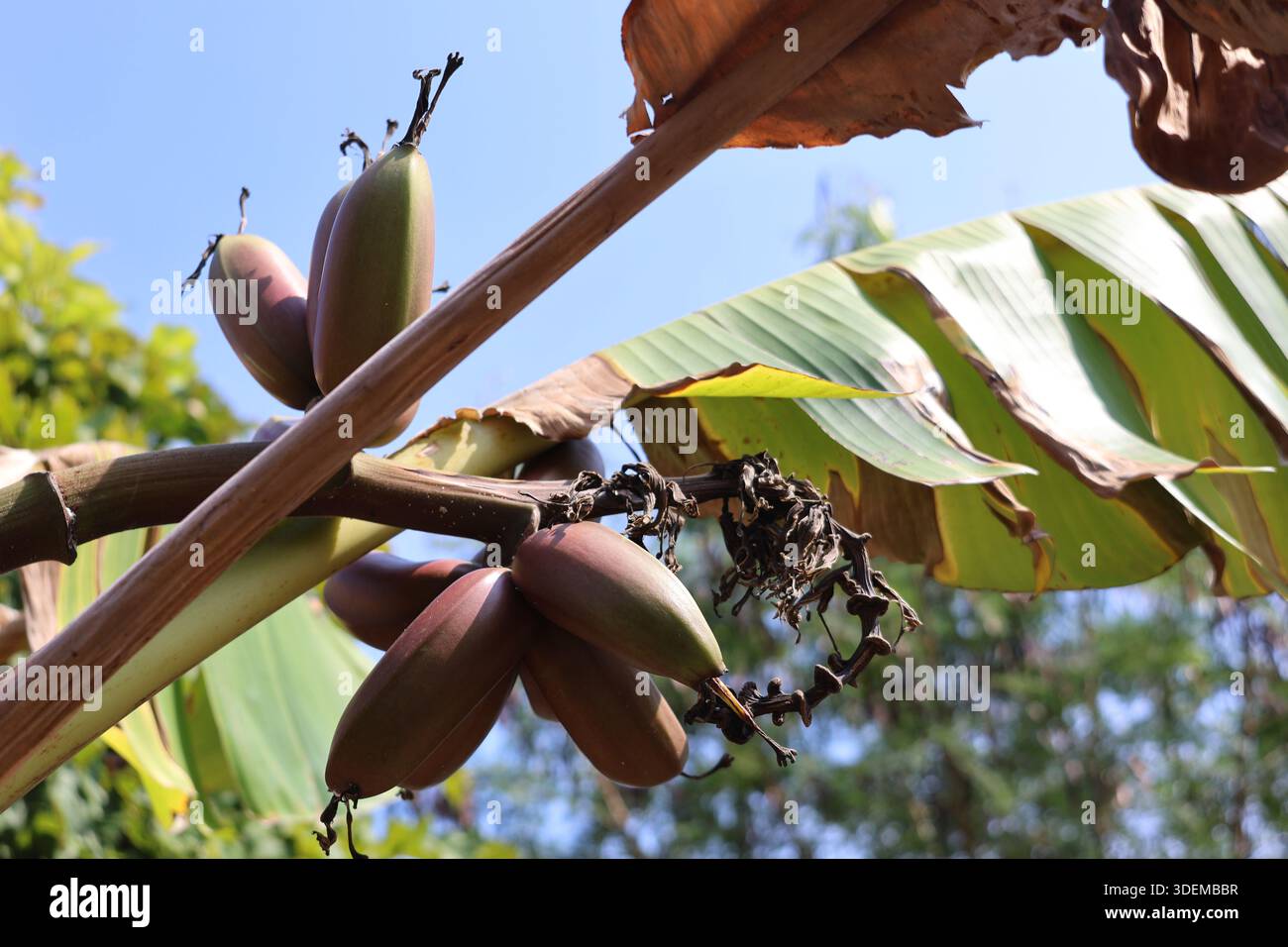 The ancient Red Dacca banana cultivar grows wild in the tropical border ...
