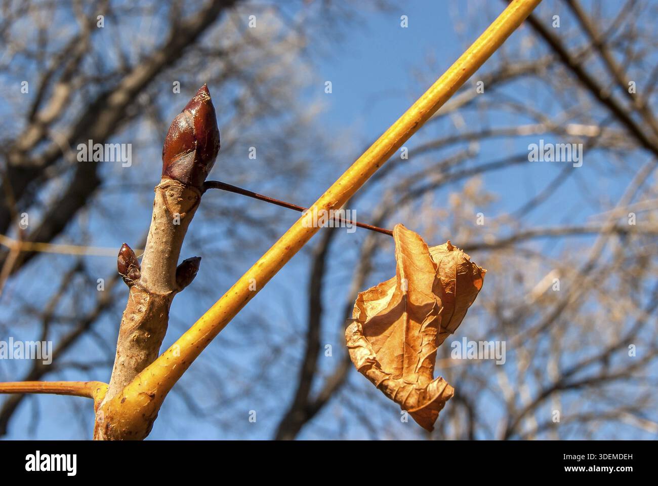 Tree bud dry leaf hi-res stock photography and images - Alamy