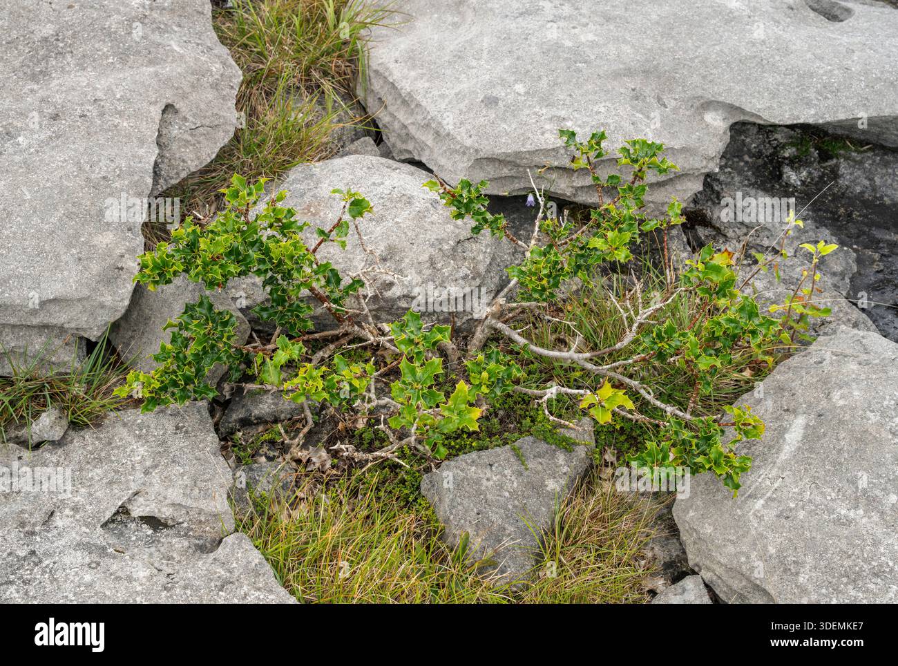 A stunted native holly (Ilex aquifolium) shrub growing in cracks in ...