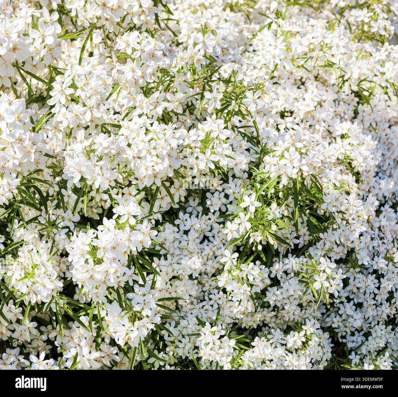 White blossom flowers Background. Choisya ternata - Oranger du Mexique ...